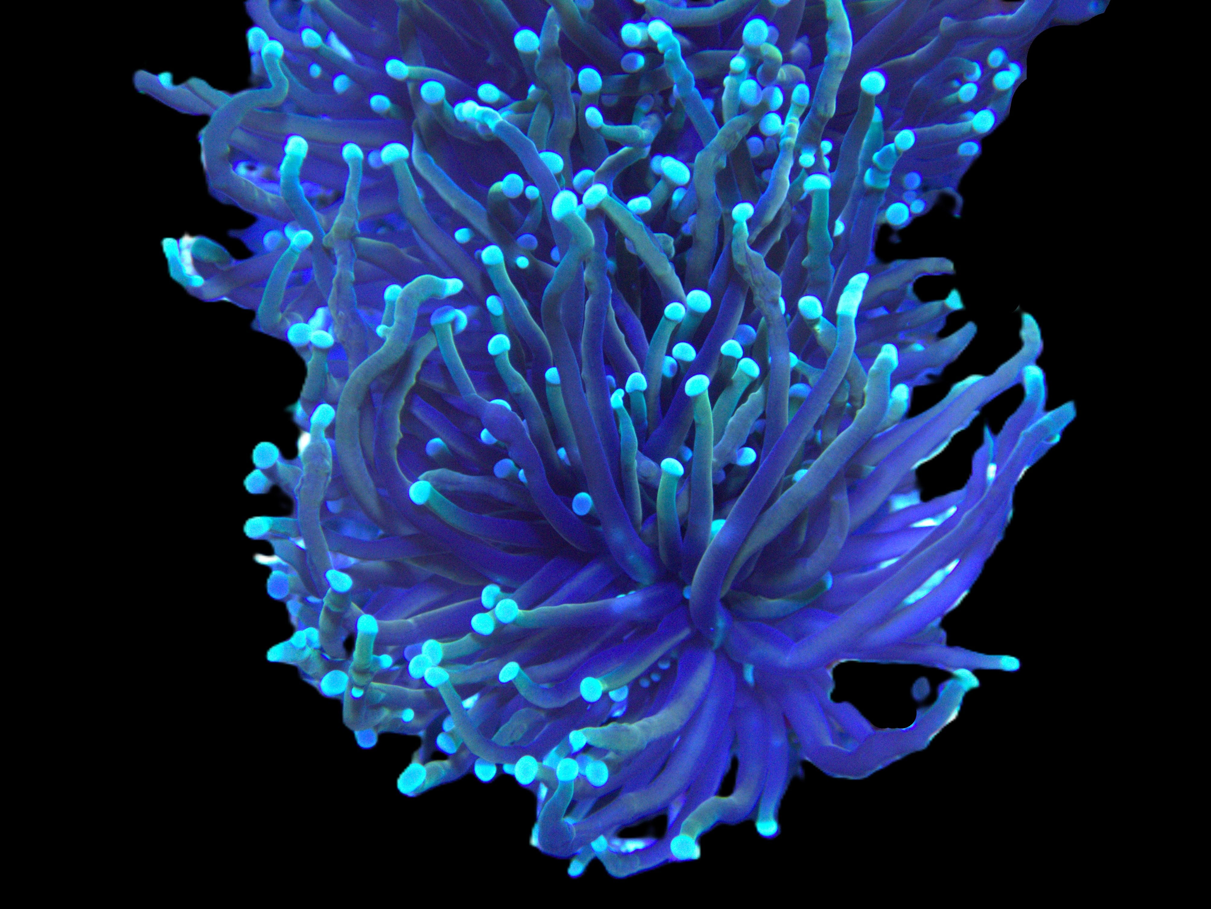 Hellfire Torch (B51) | Atlantic Aquarium & Pet Supplies