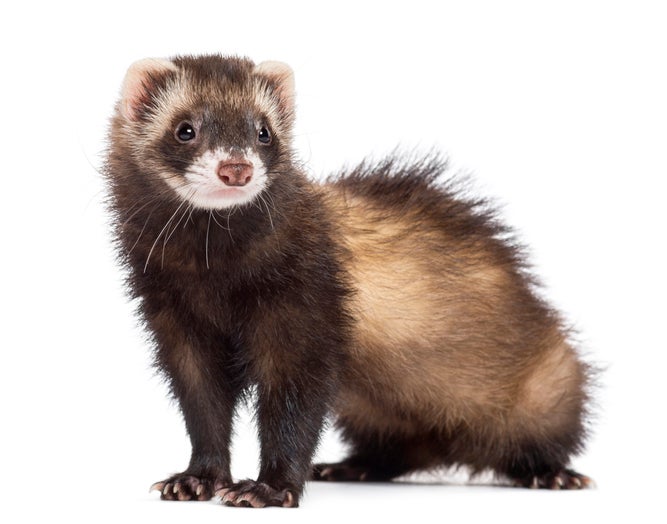Ferrets (Marshall’s) | Atlantic Aquarium & Pet Supplies