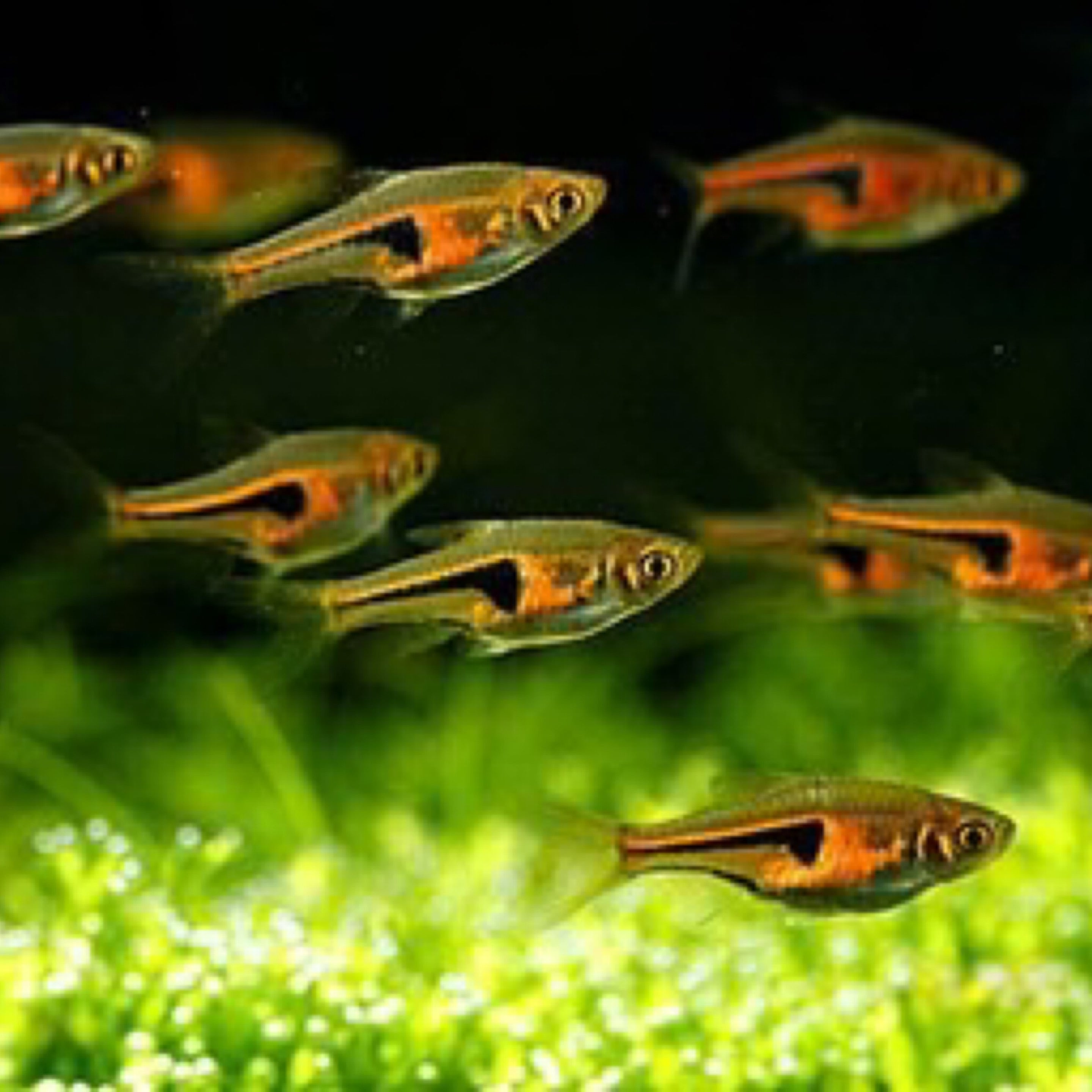 Espei Rasbora | Atlantic Aquarium & Pet Supplies