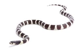 Assorted King Snake | Atlantic Aquarium & Pet Supplies