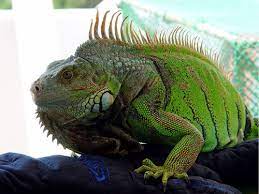 Lime Green Iguana | Atlantic Aquarium & Pet Supplies