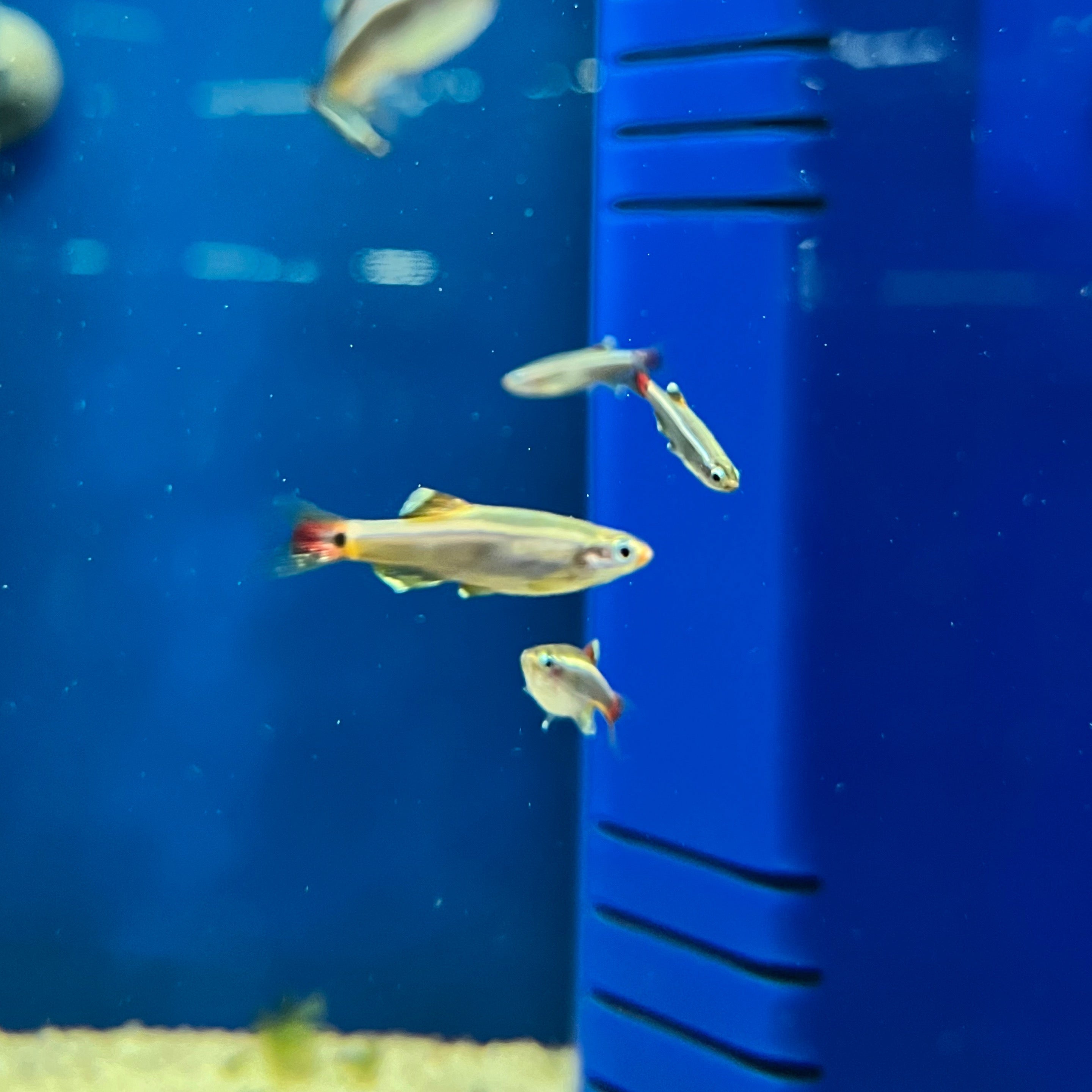 Cloud Minnows | Atlantic Aquarium & Pet Supplies