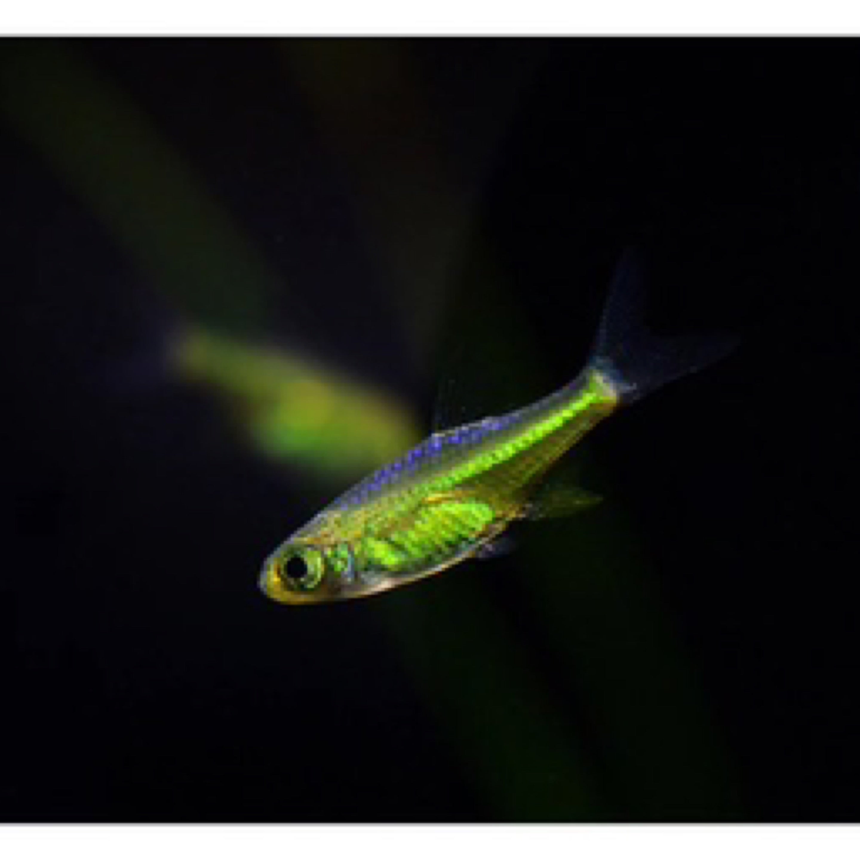 Kubotai Rasbora | Atlantic Aquarium & Pet Supplies