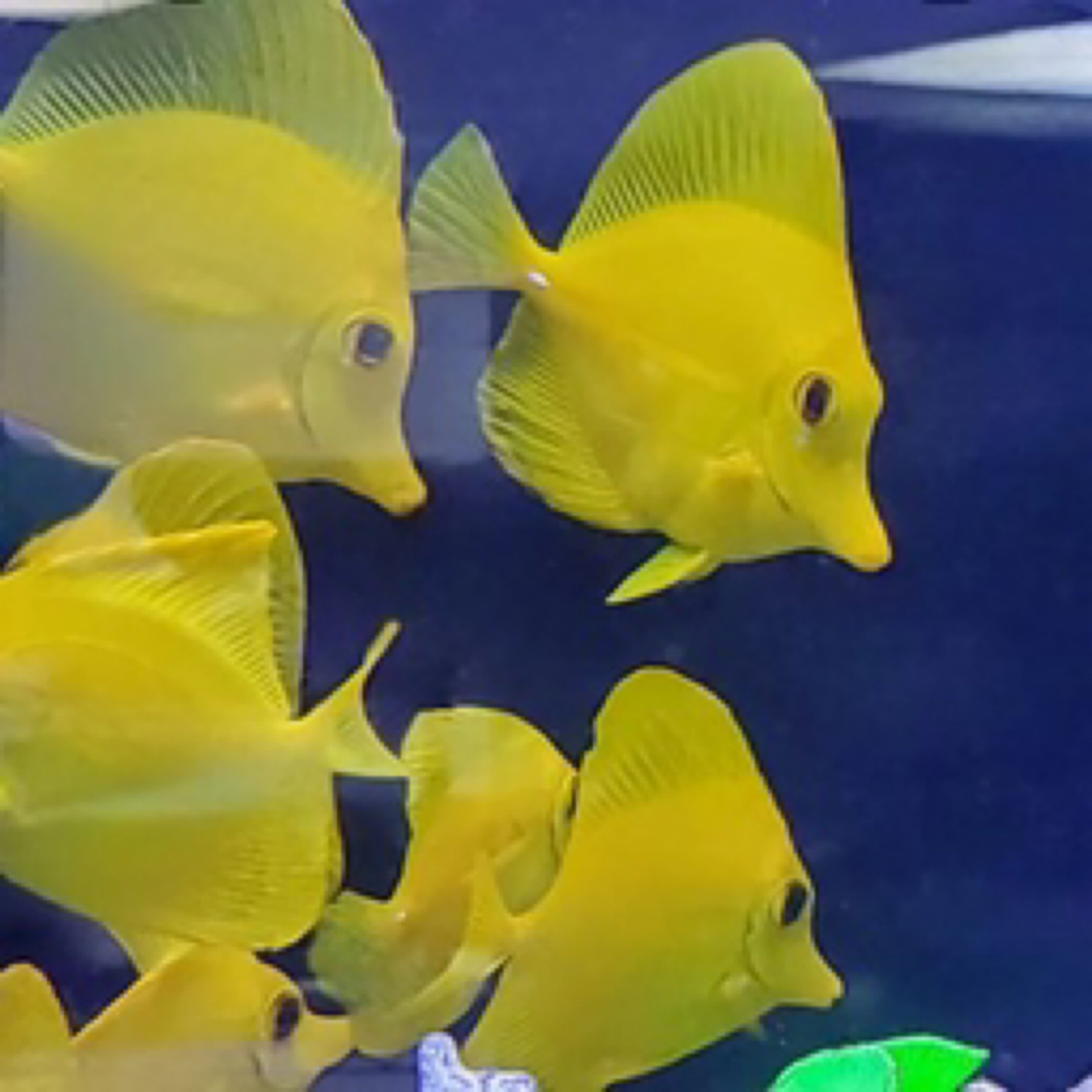 Captive Bred Yellow Tang (pre-order) | Atlantic Aquarium & Pet Supplies