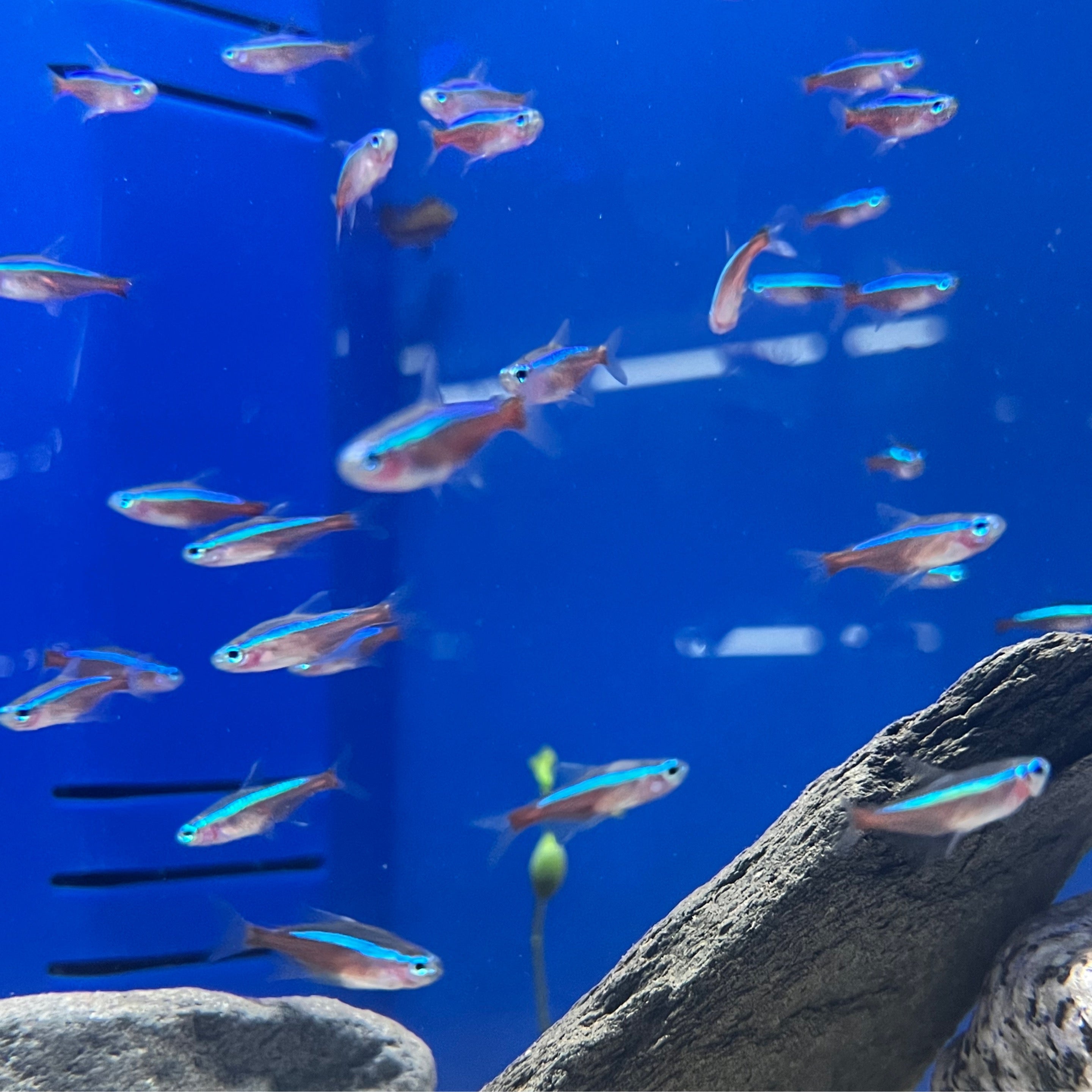 Cardinal Tetra | Atlantic Aquarium & Pet Supplies
