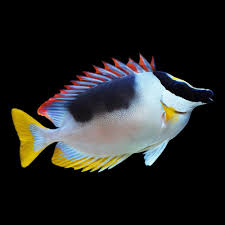 Magnificent Foxface Rabbitfish | Atlantic Aquarium & Pet Supplies