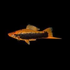 Golden Tuxedo Swordtail | Atlantic Aquarium & Pet Supplies