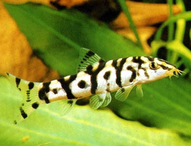 Yo-Yo Loach | Atlantic Aquarium & Pet Supplies