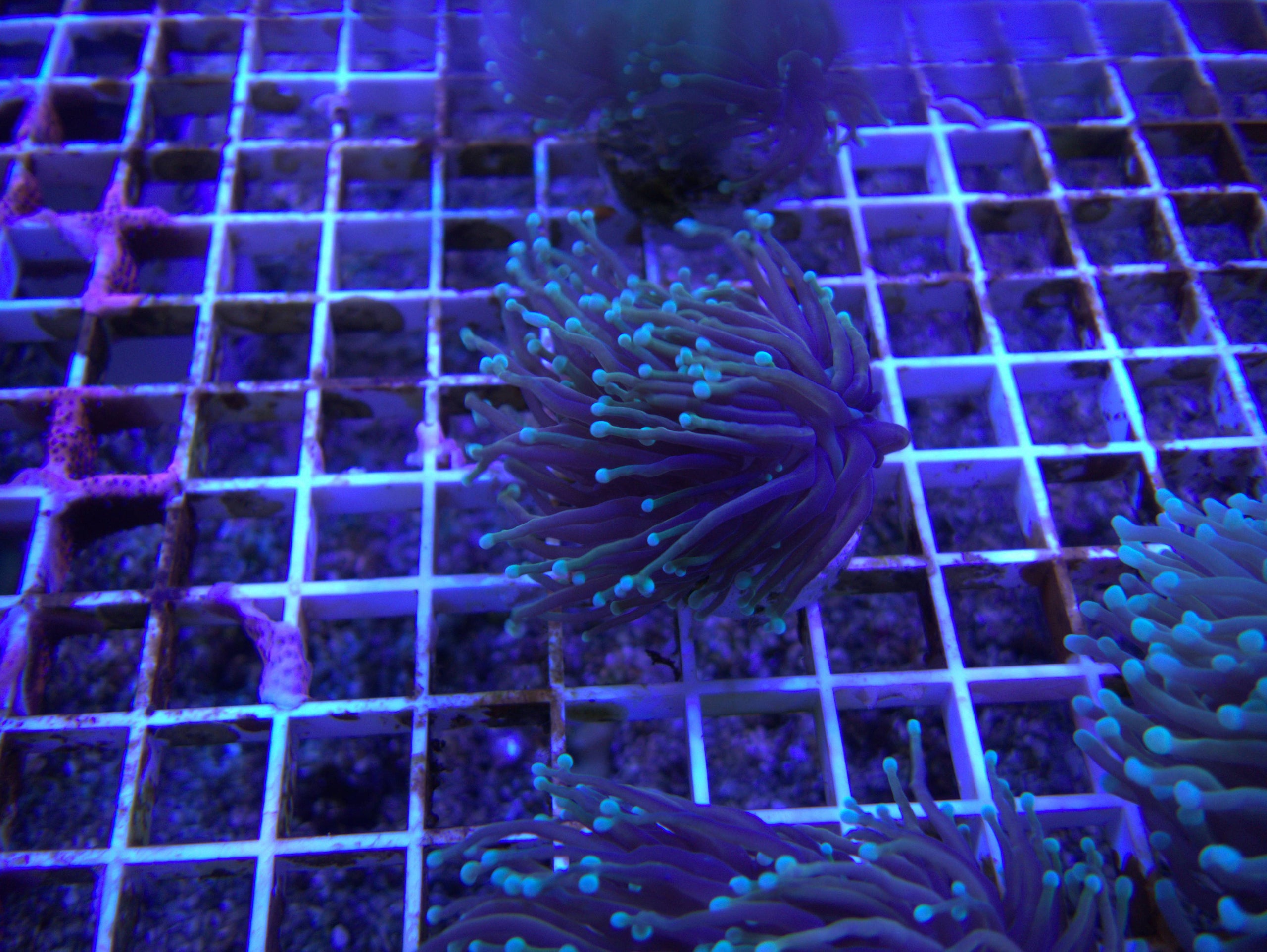 Indonesian Hellfire Torch (B22) | Atlantic Aquarium & Pet Supplies