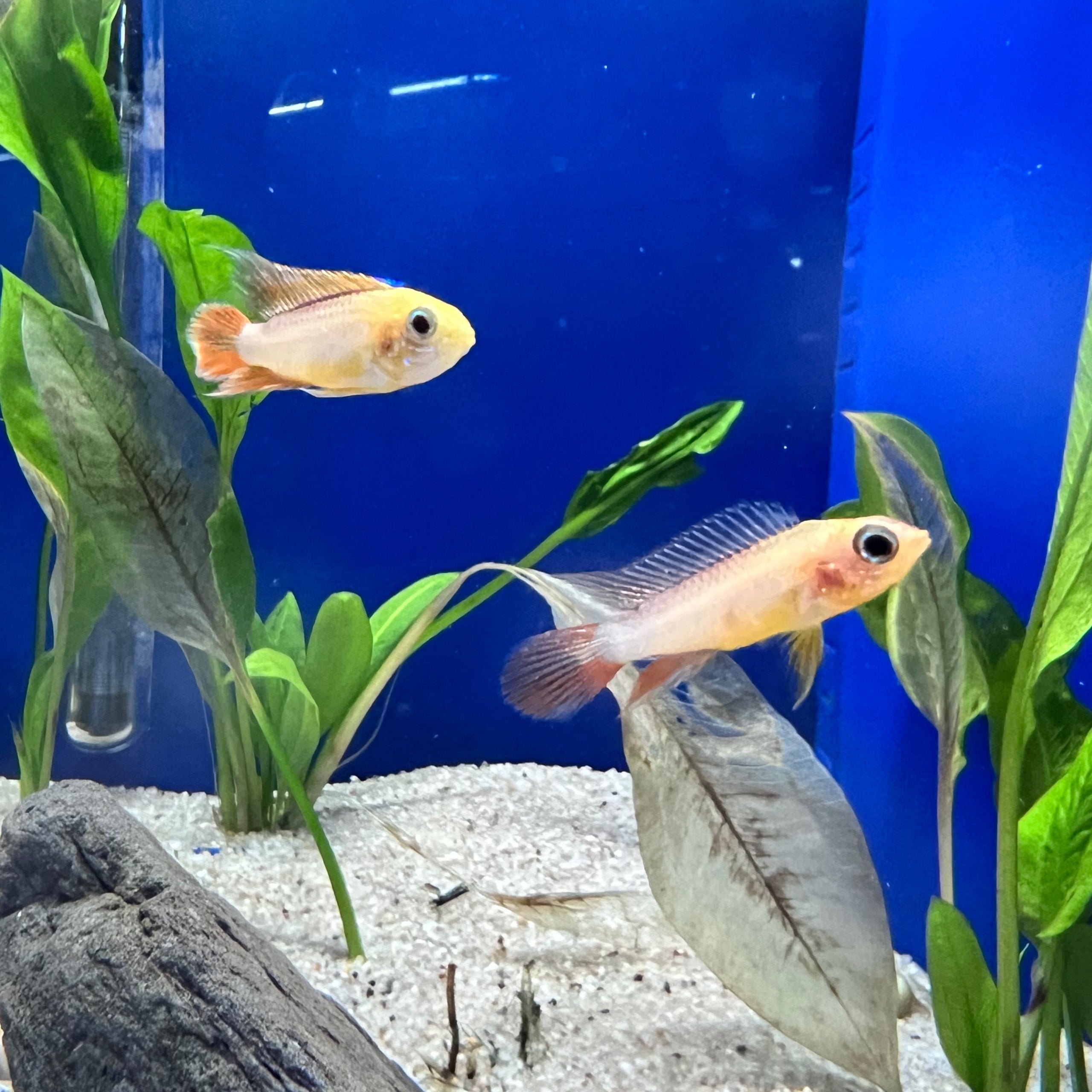 Apistogramma agassizi 'Gold - Fire Red' | Atlantic Aquarium & Pet Supplies