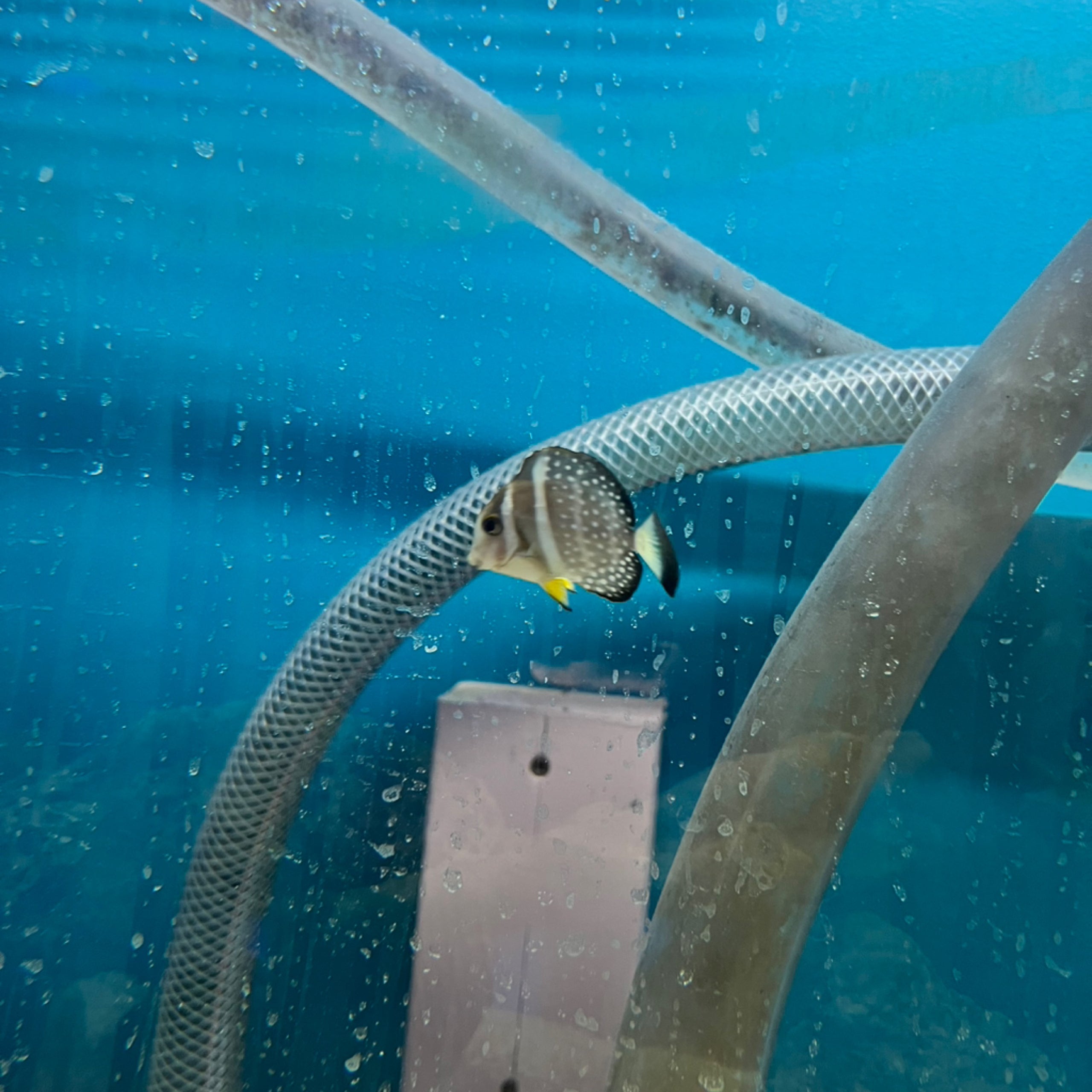 Mustard Tang | Atlantic Aquarium & Pet Supplies