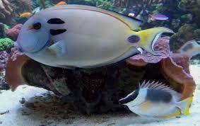 Lieutenant Tang | Atlantic Aquarium & Pet Supplies