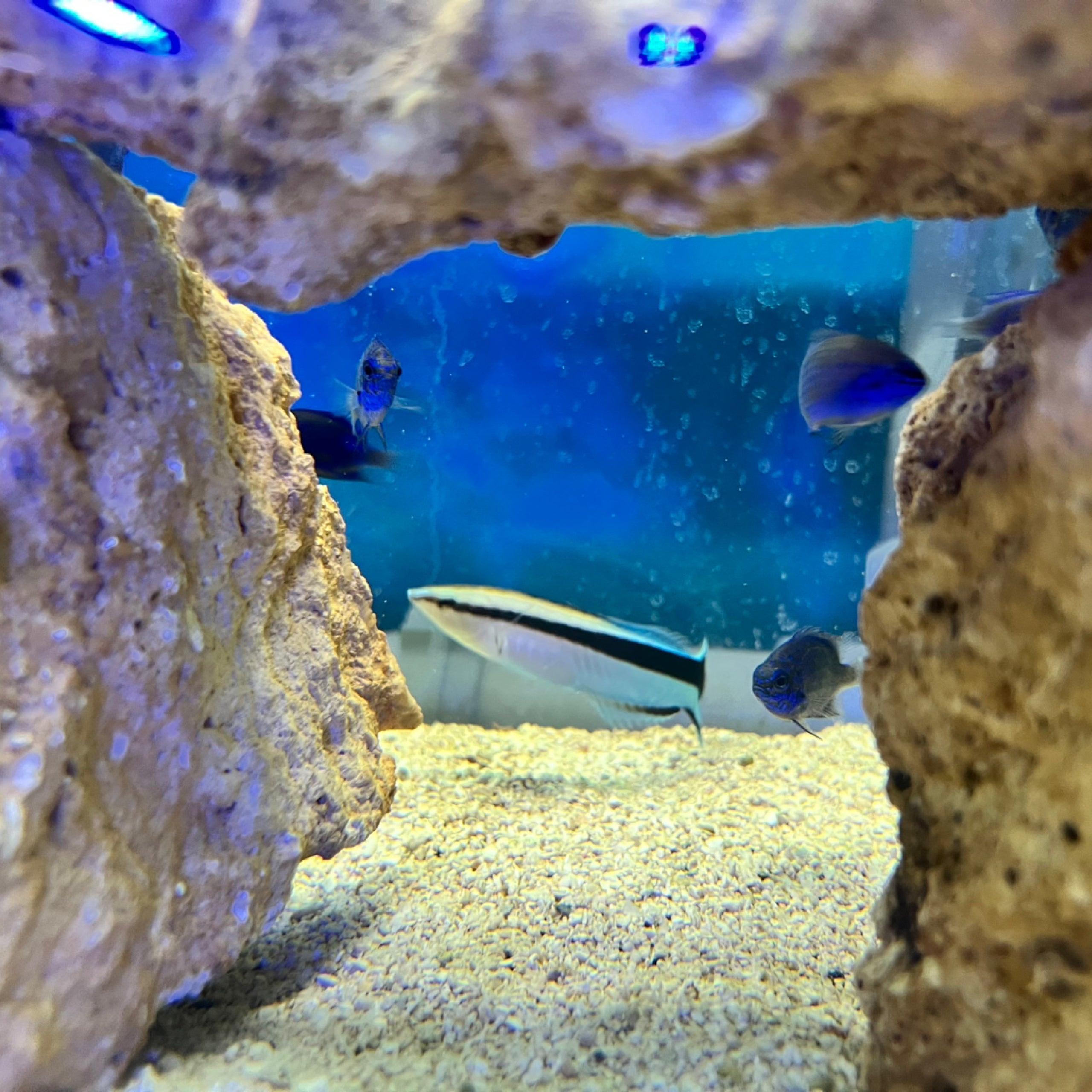 Cleaner Wrasse | Atlantic Aquarium & Pet Supplies