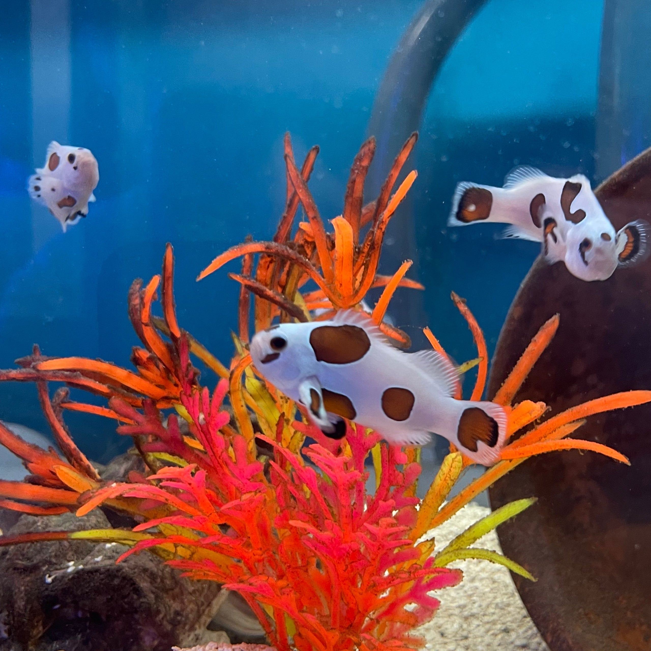 Mocha Storm Clownfish | Atlantic Aquarium & Pet Supplies
