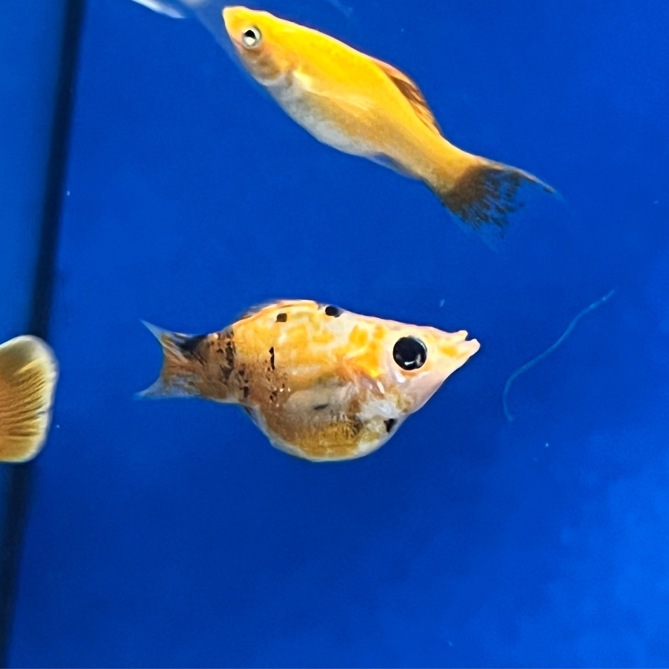 Balloon Molly | Atlantic Aquarium & Pet Supplies