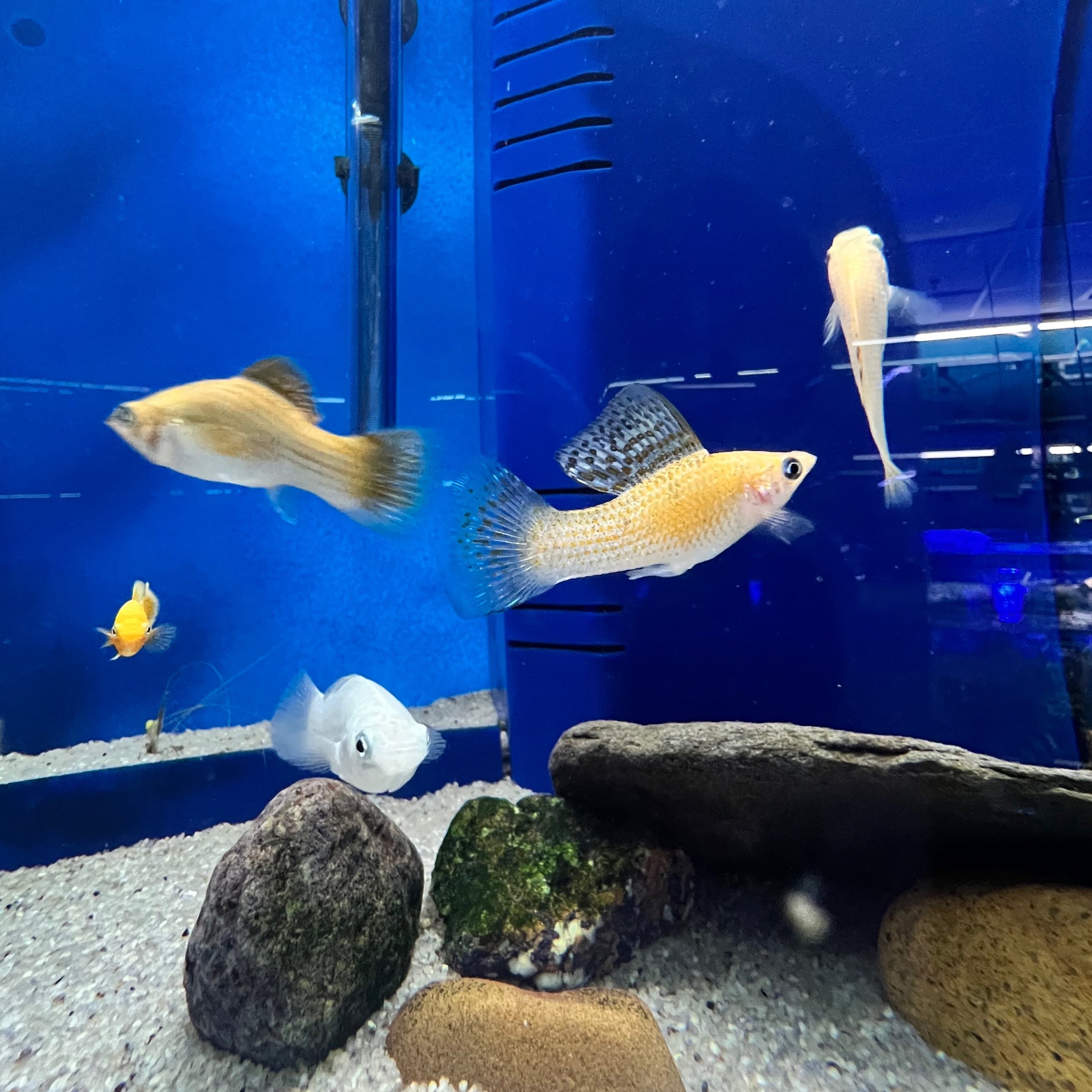Assorted Molly | Atlantic Aquarium & Pet Supplies